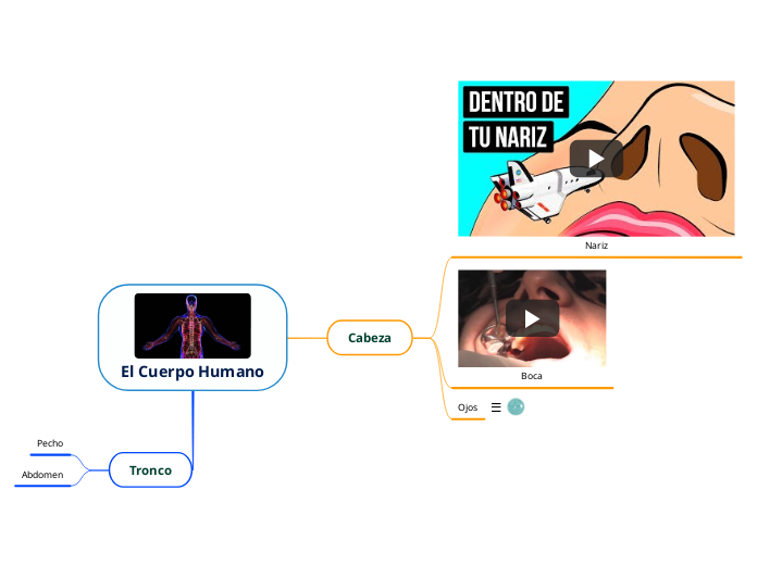El Cuerpo Humano - Mind Map